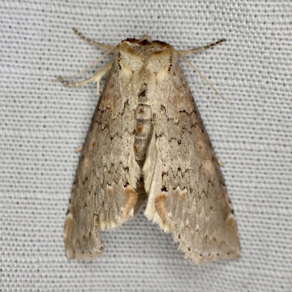 Tufted Thyatirine Moth from Fort Yargo State Park, Winder, GA, US on ...