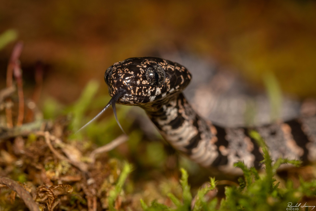 Culebra caracolera jaspeada (Guía de Serpientes en Honduras) · iNaturalist