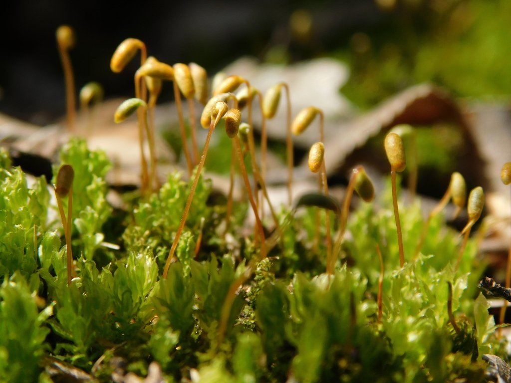 Mniaceae from Chisholm Creek, Wichita, KS, USA on April 12, 2022 at 12: ...