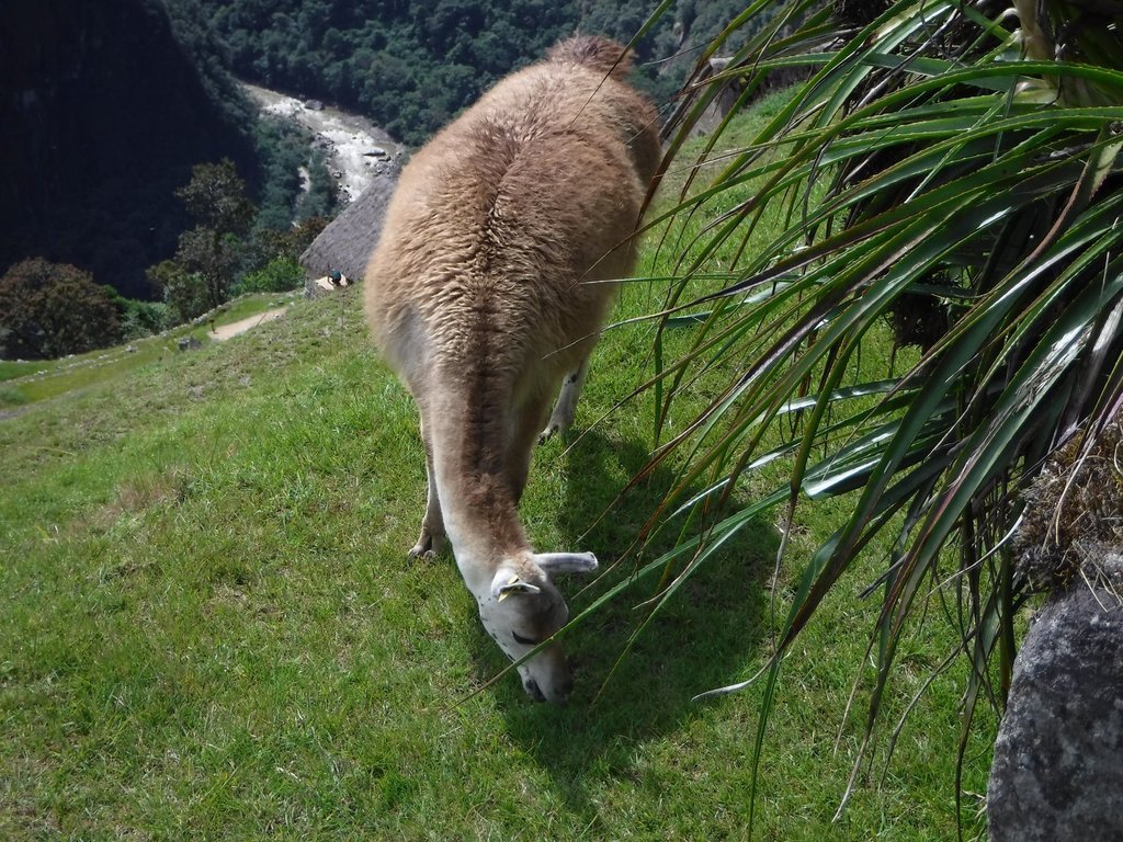 New World Camelids from Urubamba Province, Peru on May 9, 2019 at 11:33 ...