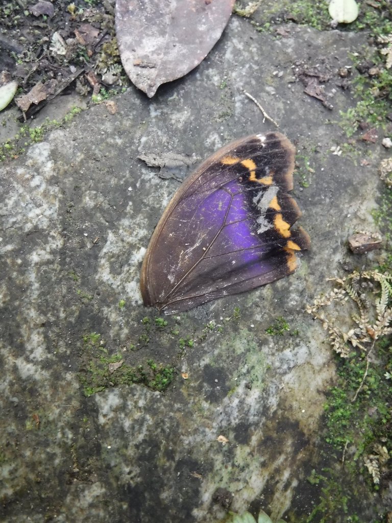 Eryphanis reevesii from Urubamba Province, Peru on May 9, 2019 at 11:33 ...