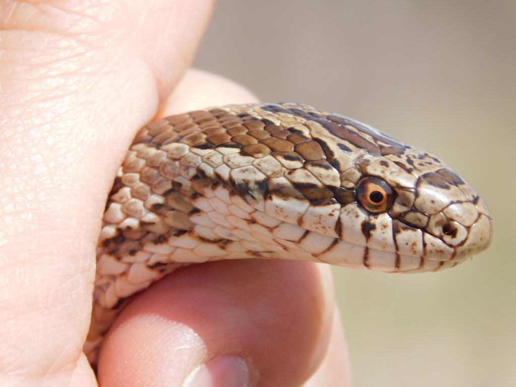 Prairie Kingsnake from Chisholm Creek, Wichita, KS, USA on April 12 ...