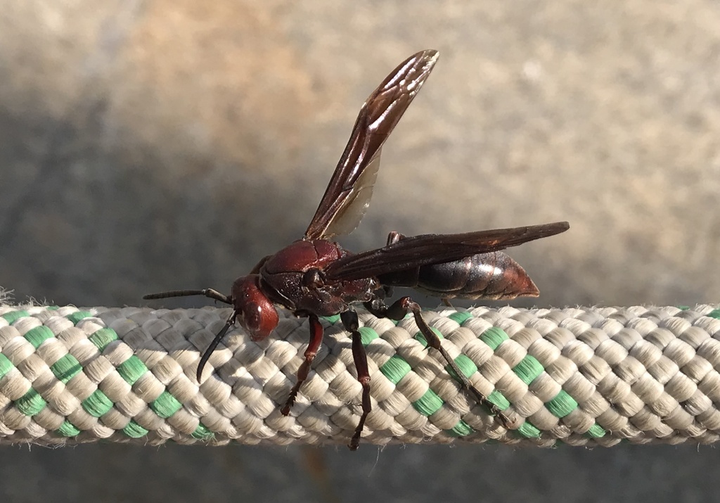 Giant Brown Paper Wasp from 演武西路188号世茂海峡大厦B栋55层, 厦门市, 福建省, CN on ...