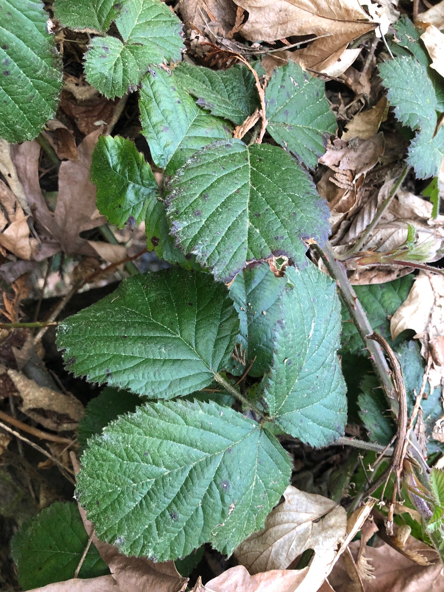 Rubus vestitus Weihe & Nees