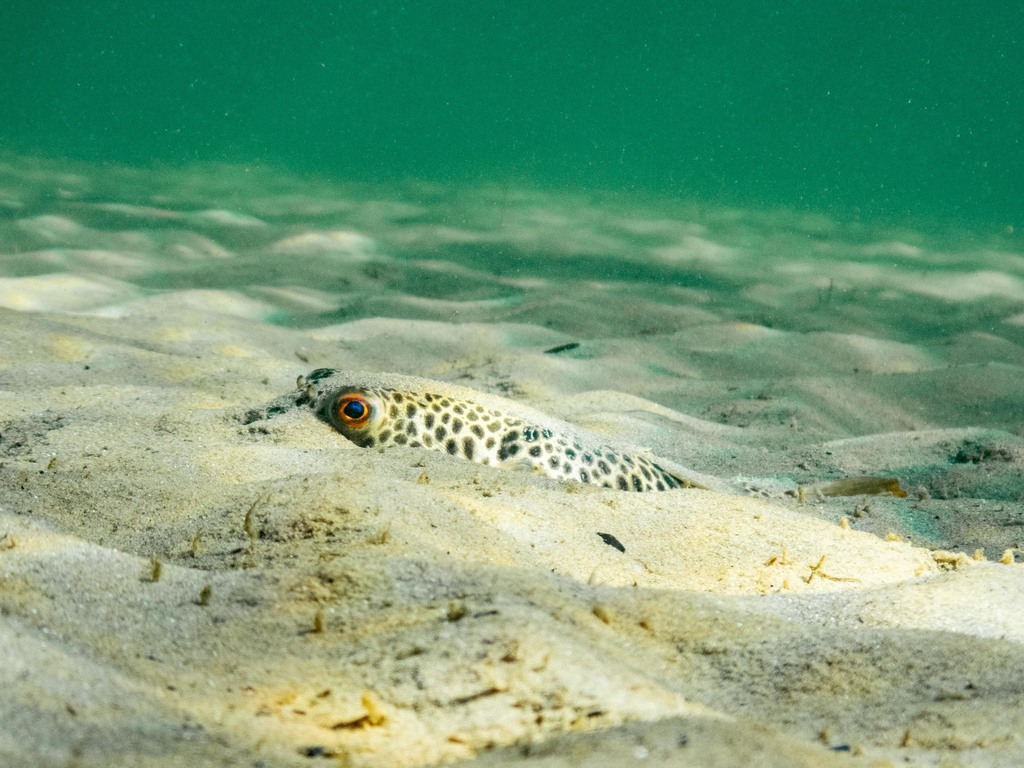 Smooth Toadfish from Port Phillip Bay, Beaumaris VIC 3193, Australia on ...