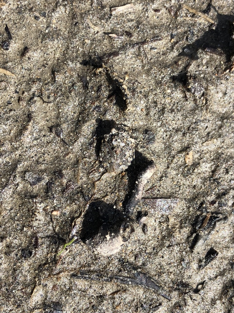 Big-eyed Toad Bug in April 2022 by Sean Daniels · iNaturalist