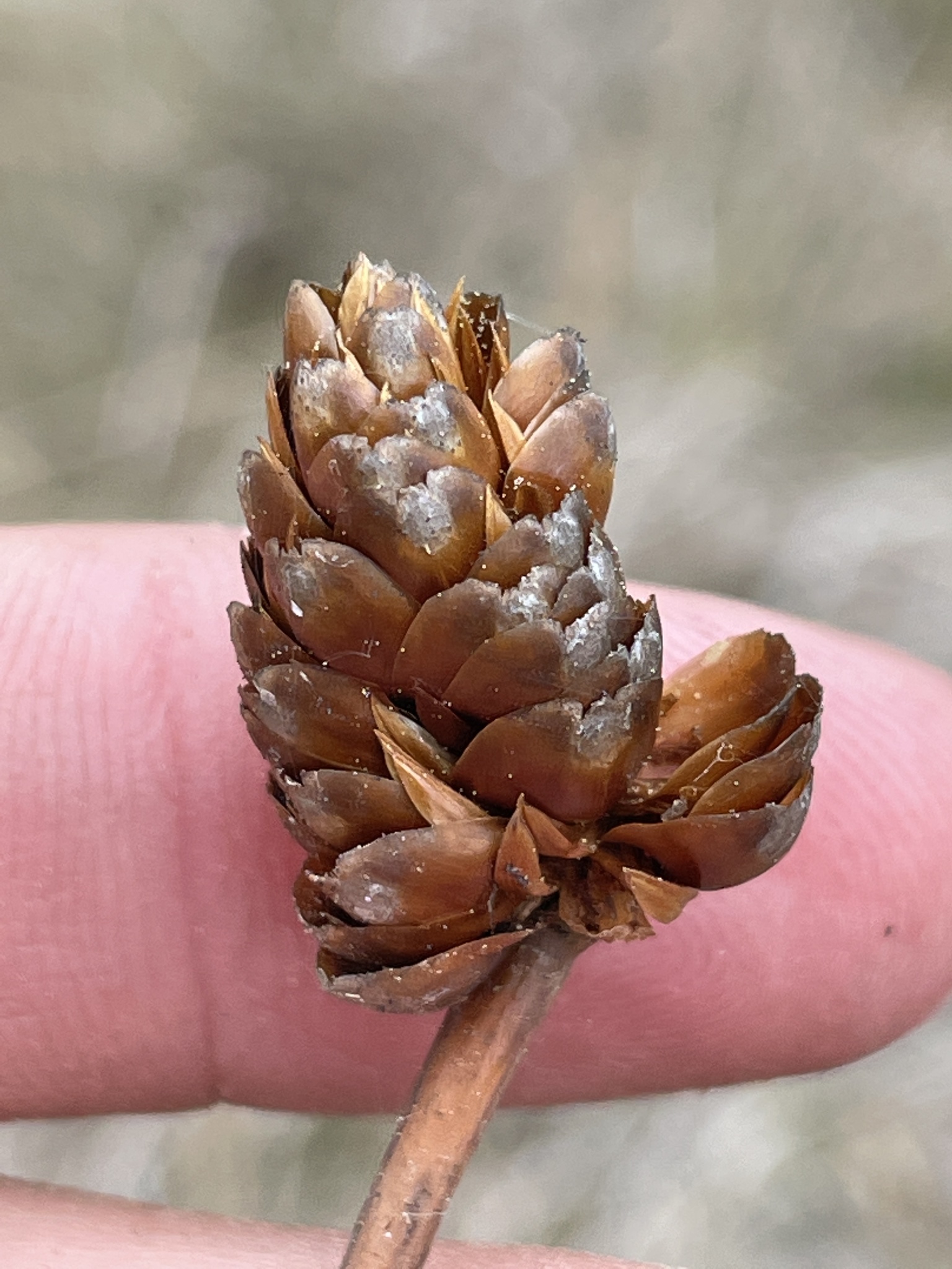 Xyris ambigua Beyr. ex Kunth