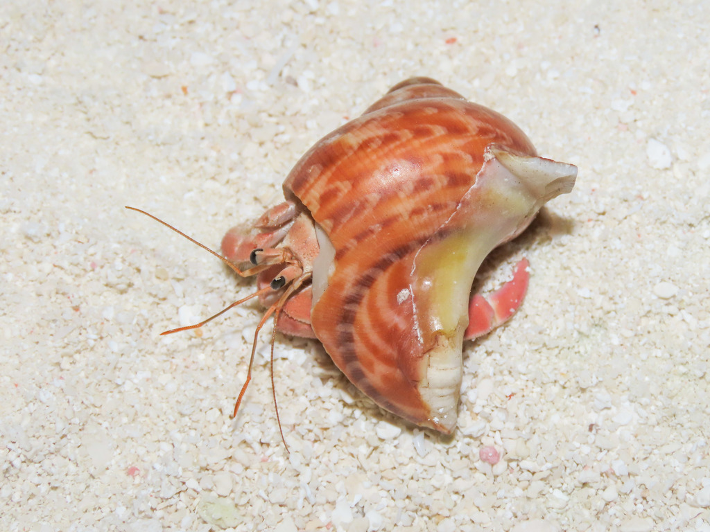 Tapestry Turban Snail from Alifu Dhaalu Atoll, Maldives on April 2 ...