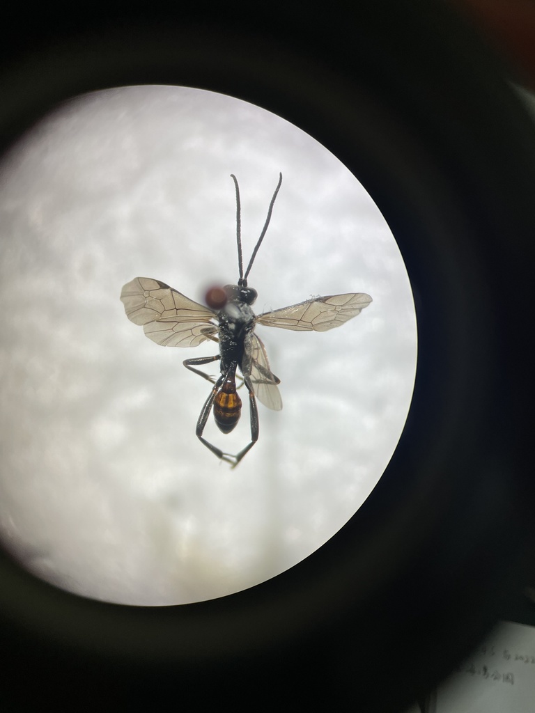 Ichneumonid Wasps from 西南大学, 重庆市, CN on April 13, 2022 at 03:56 PM by ...