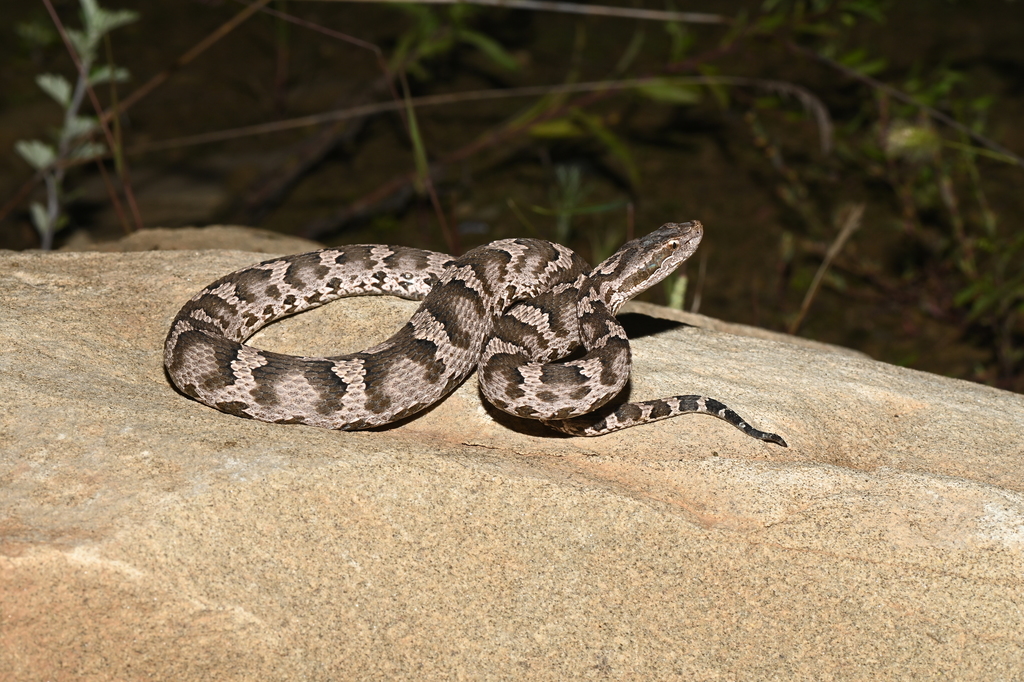 Gobi pitviper from Yan'an, CN-SA, CN on September 04, 2021 at 07:04 AM ...