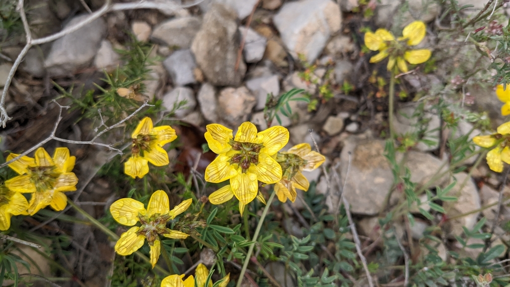 (Hippocrepis scorpioides) - Botanical Realm