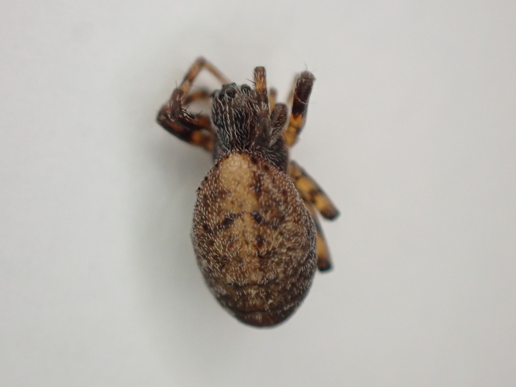 Cercidia prominens from 34250 Palavas-les-Flots, France on April 4 ...