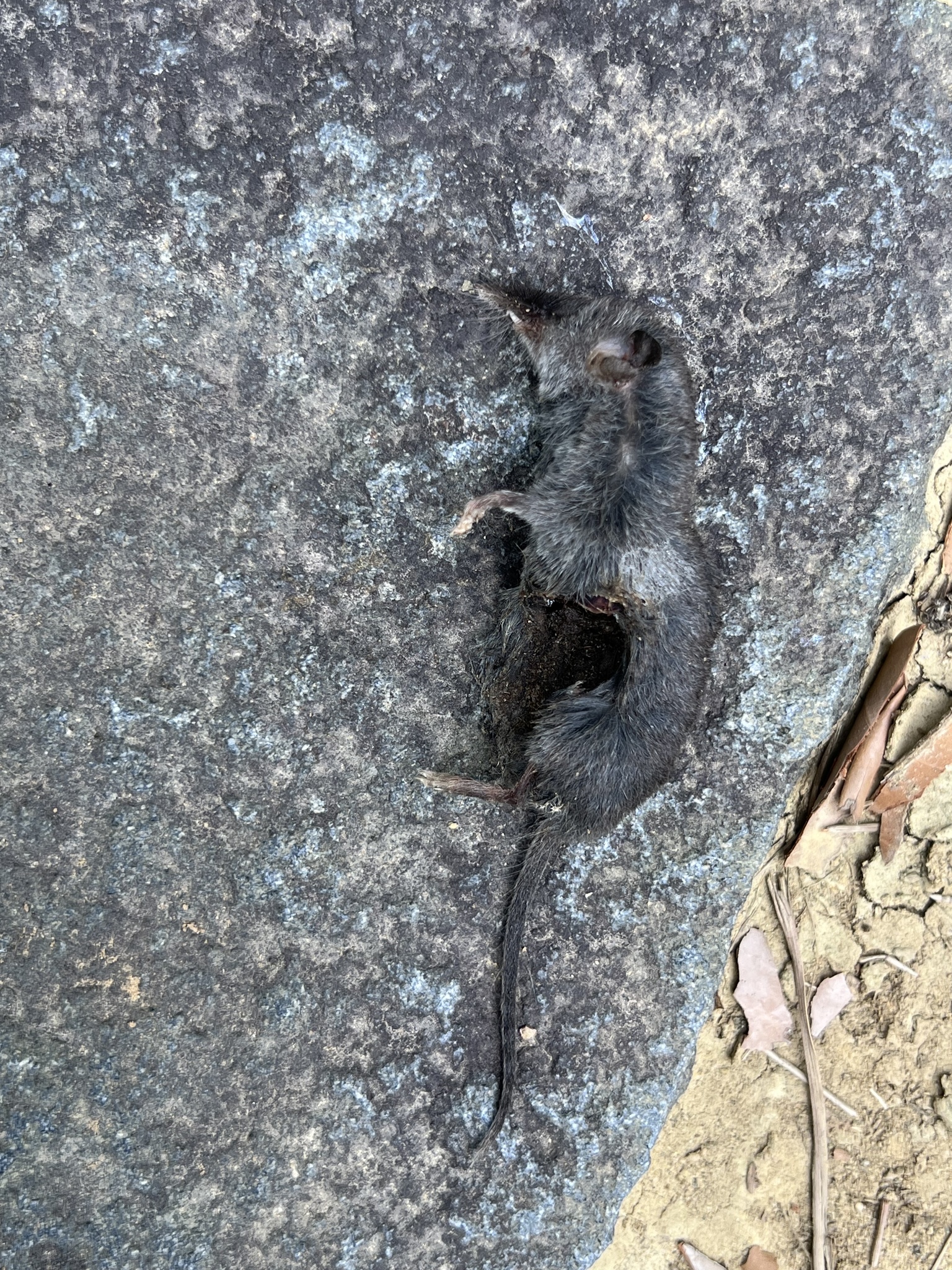 Suncus murinus (Linnaeus, 1766)