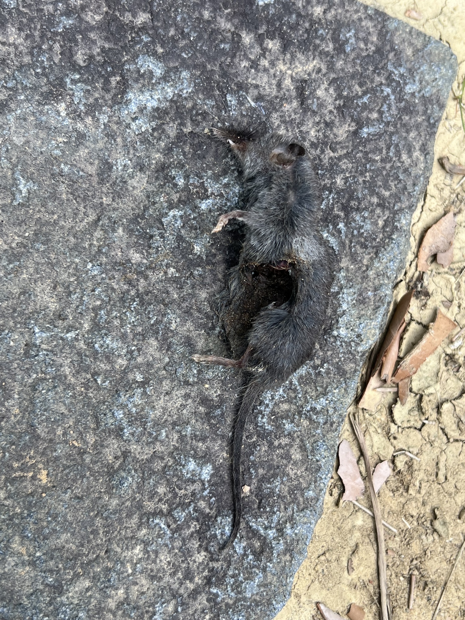 Suncus murinus (Linnaeus, 1766)