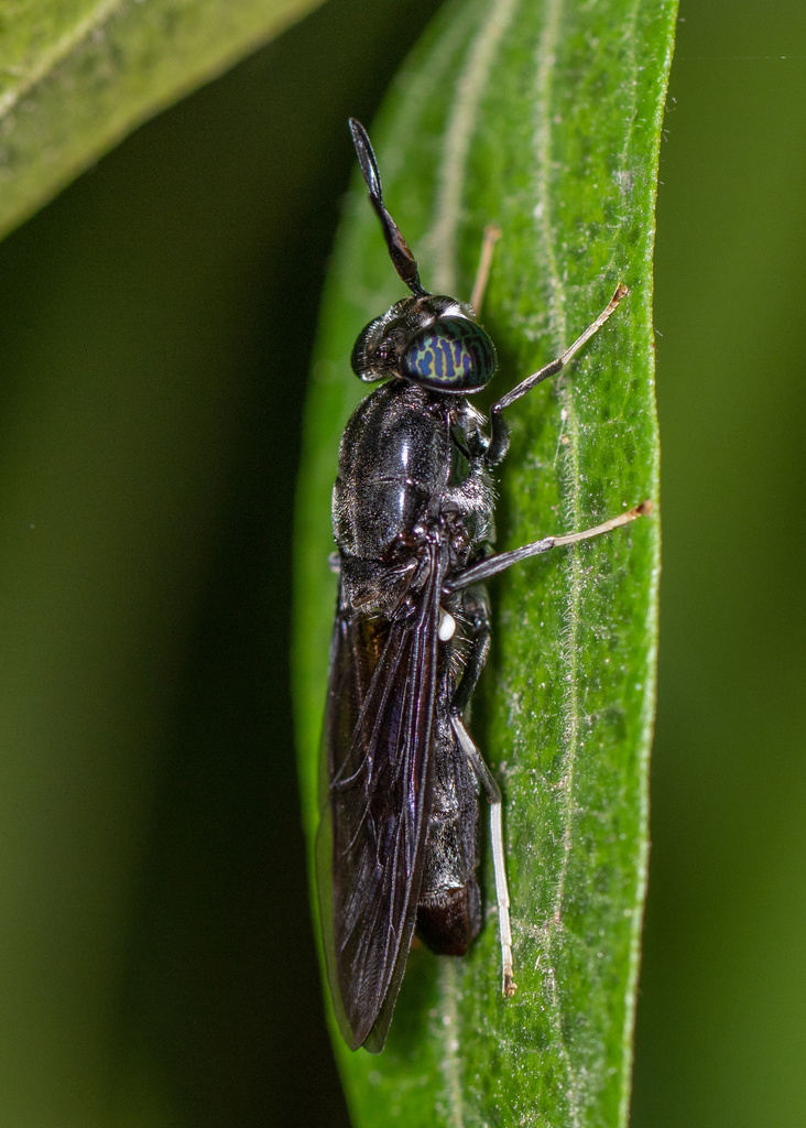 Black Soldier Fly from Beas River Country Club, Kwu Tung, New ...
