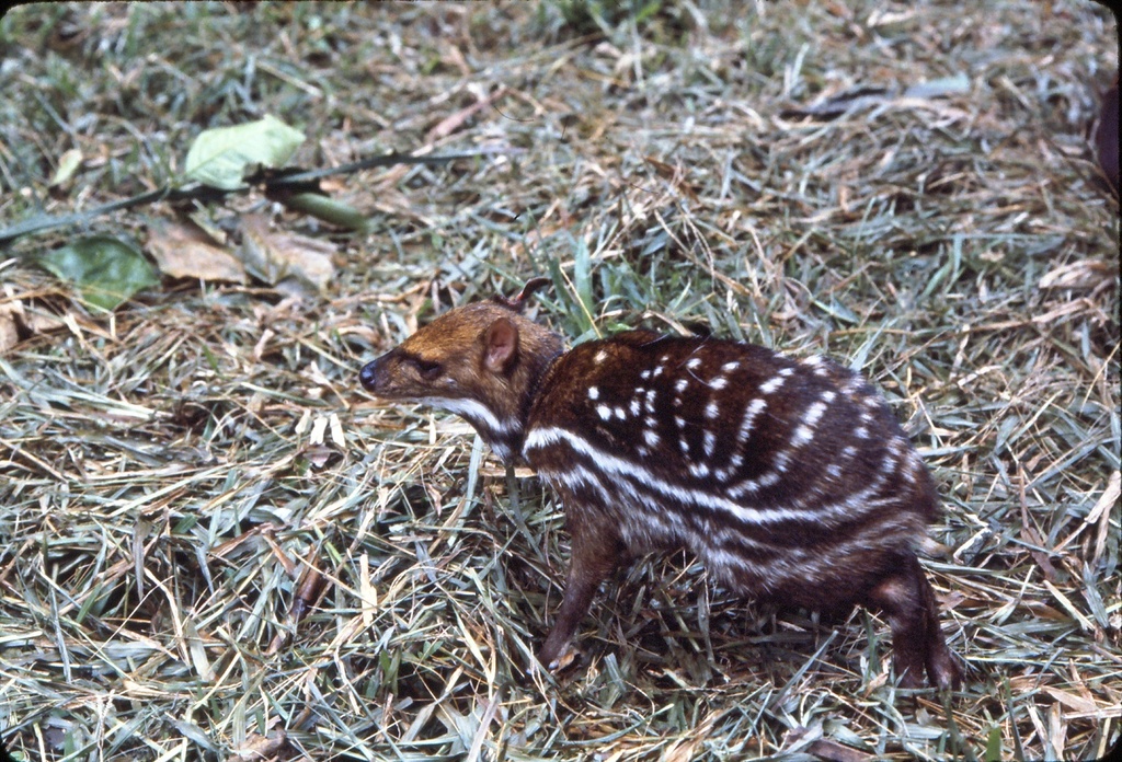 Water Chevrotain (Hyemoschus aquaticus) - Know Your Mammals