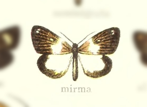 Nebulosa mirma · iNaturalist