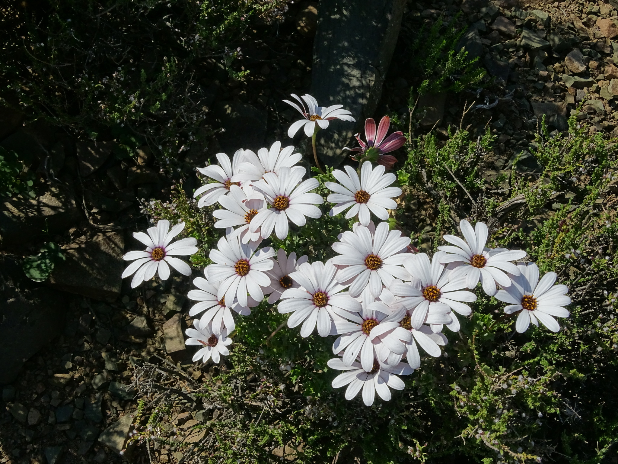 Dimorphotheca cuneata (Thunb.) DC.