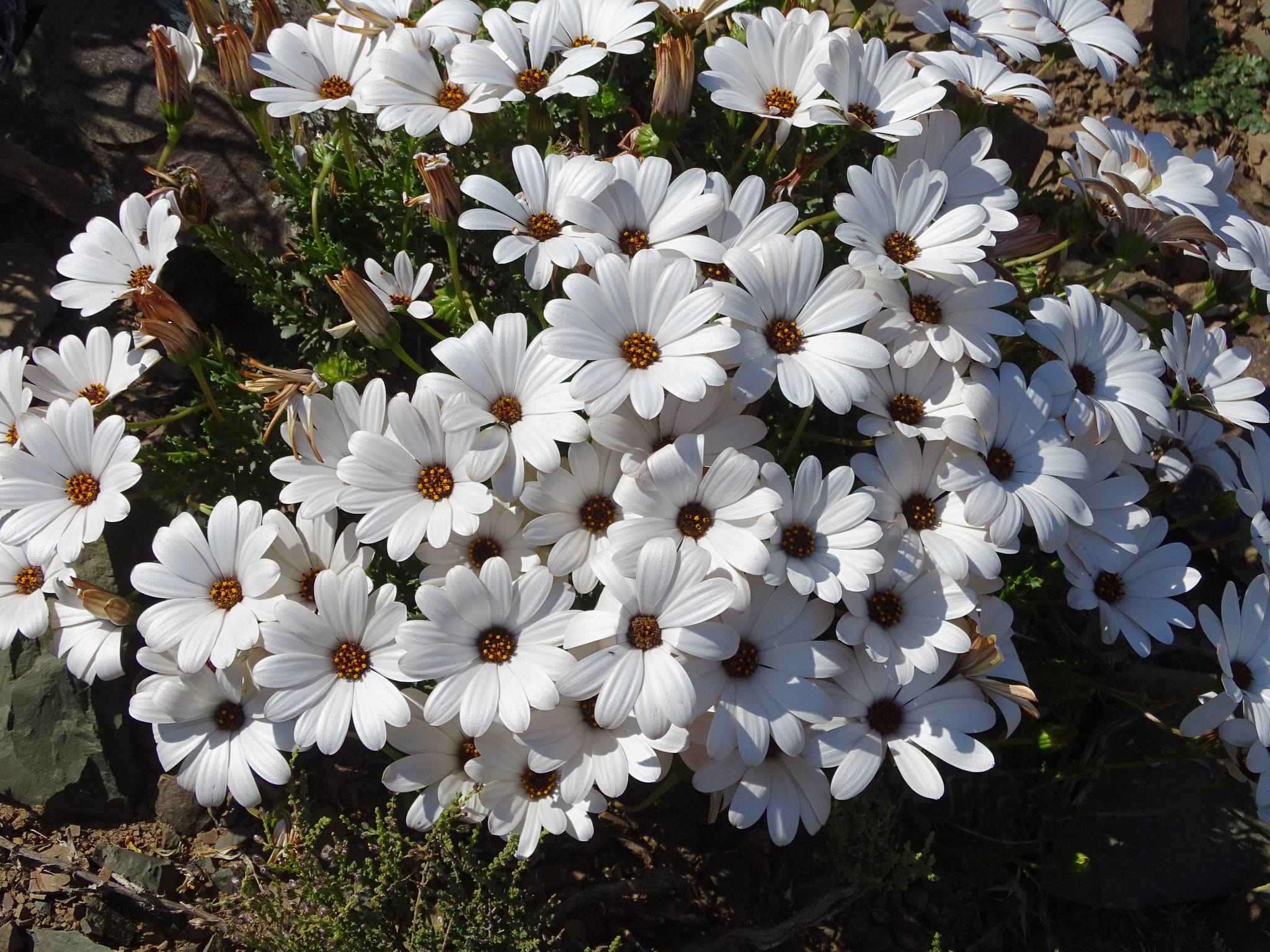 Dimorphotheca cuneata (Thunb.) DC.