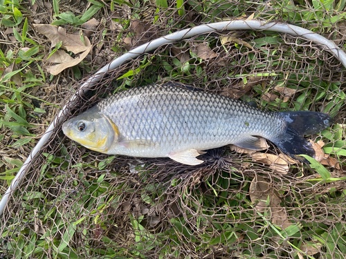 Megaleporinus macrocephalus · iNaturalist