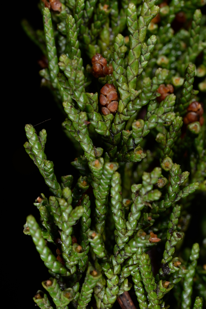 Taiwan Juniper (Juniperus tsukusiensis taiwanensis) - Botanical Realm