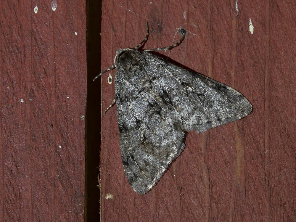 Small Phigalia Moth from Middleton, WI on April 12, 2022 at 09:51 PM by ...
