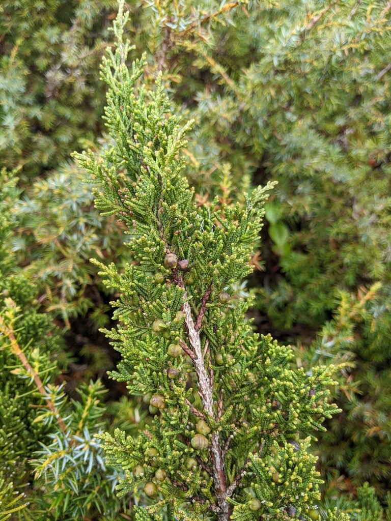 Taiwan Juniper (Juniperus tsukusiensis taiwanensis) - Botanical Realm