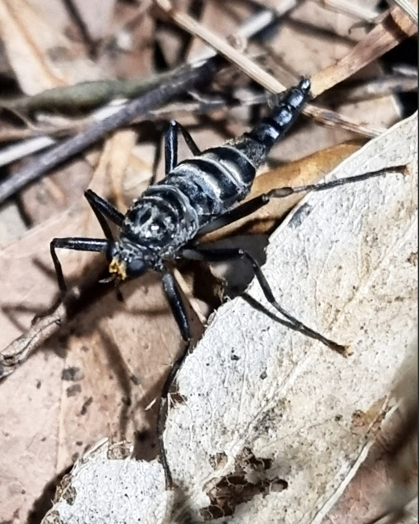 Australian Wingless Soldier Fly from Gordon VIC 3345, Australia on ...