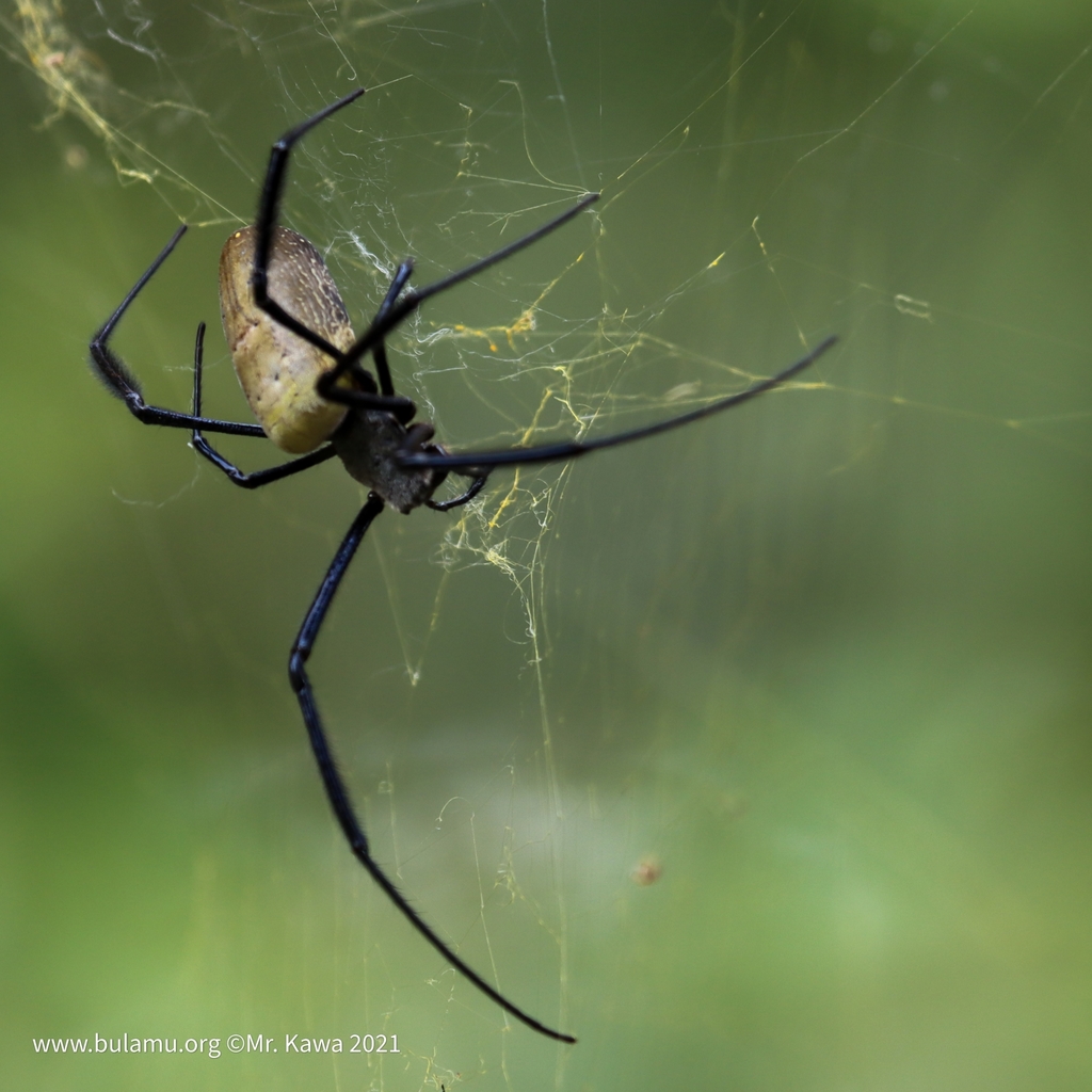 Hairy Golden Orb-weaving Spider from Manyago, Entebbe, Uganda on April ...