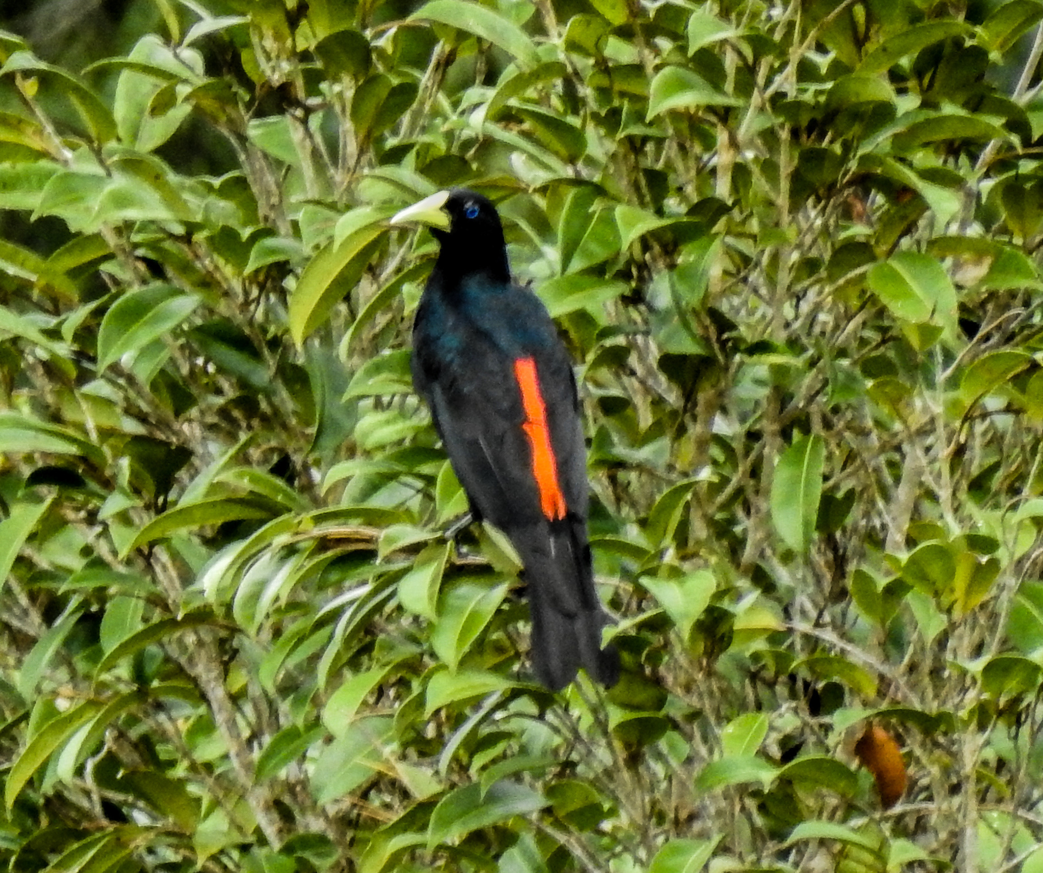 Cacicus haemorrhous (Linnaeus, 1766)