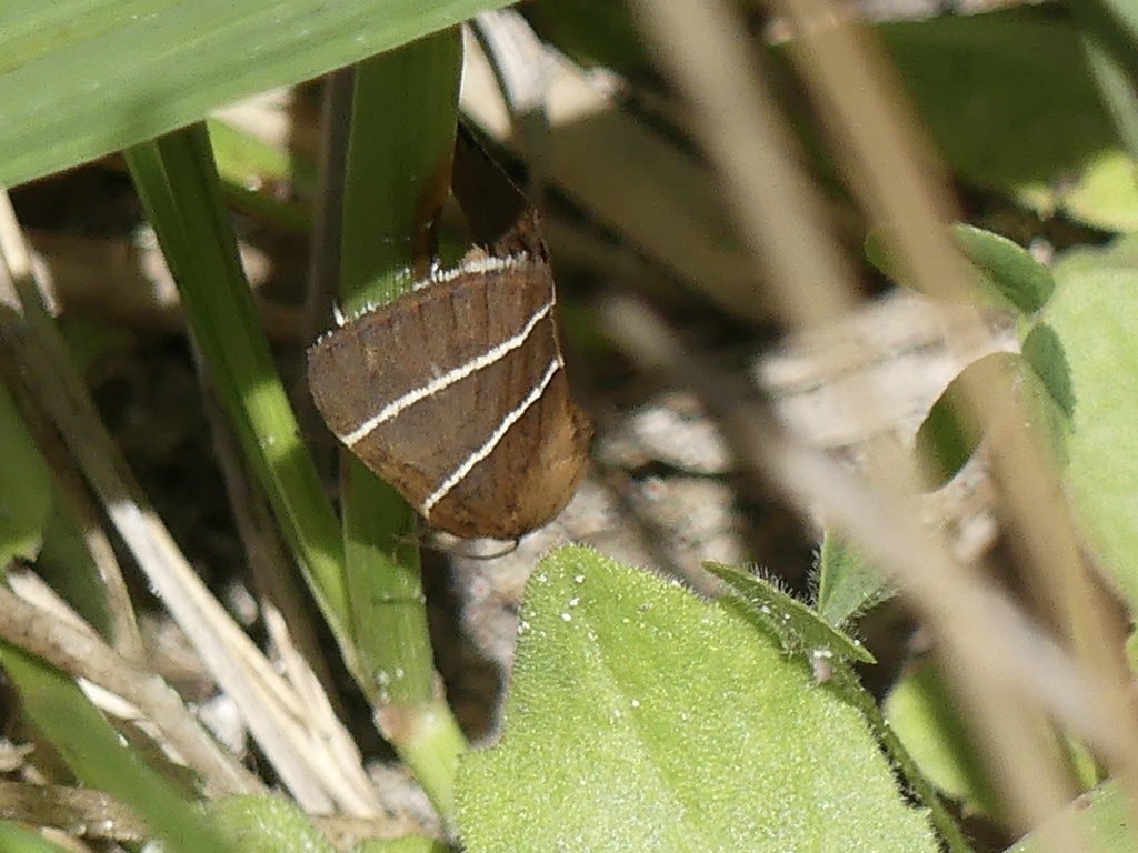 Four-lined Chocolate Moth from Goethe State Forest, Dunnellon, FL, US ...