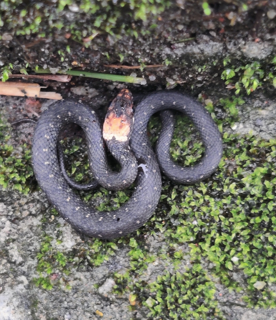 Asian Keelbacks (Hebius) - Snakes and Lizards