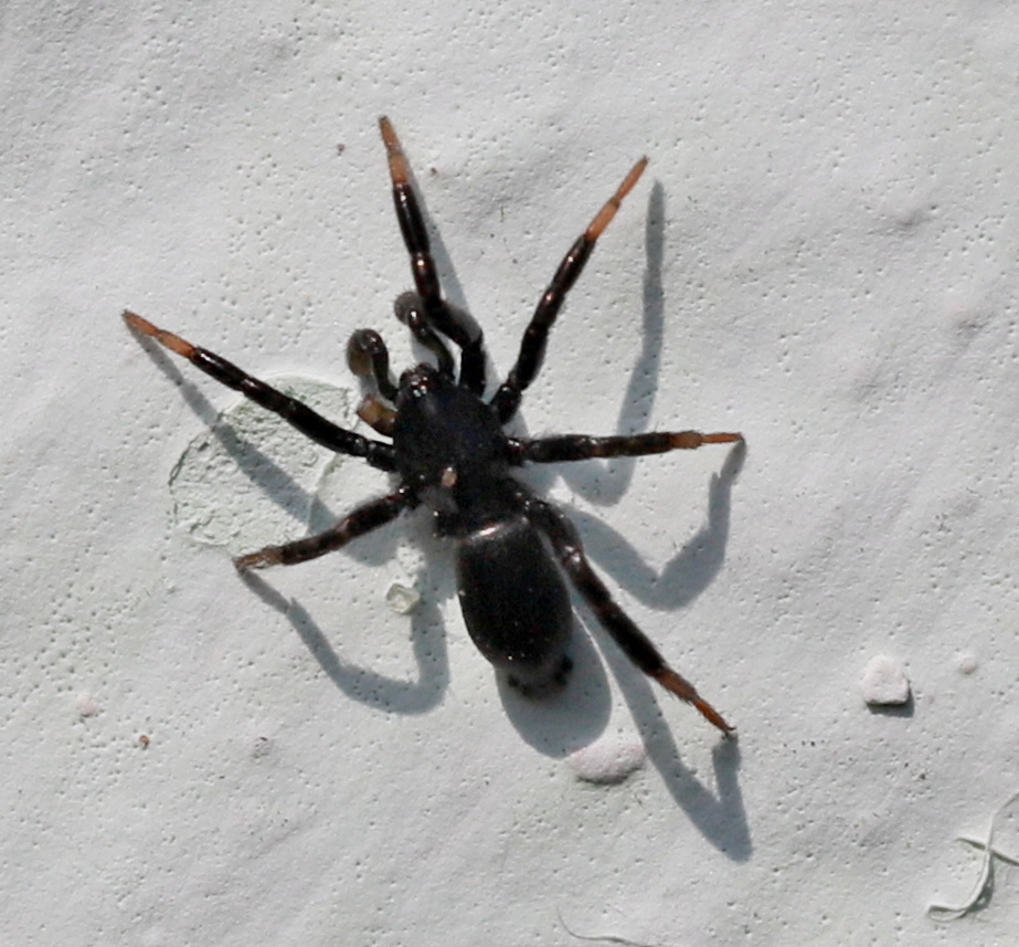 Drassyllus pusillus (C.L.Koch, 1833)