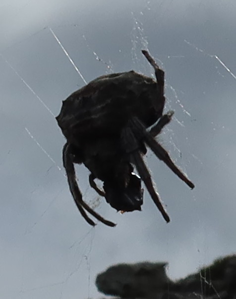 Bare-legged Bark Spider from Silvermine (Nature Reserve), Cape Town ...