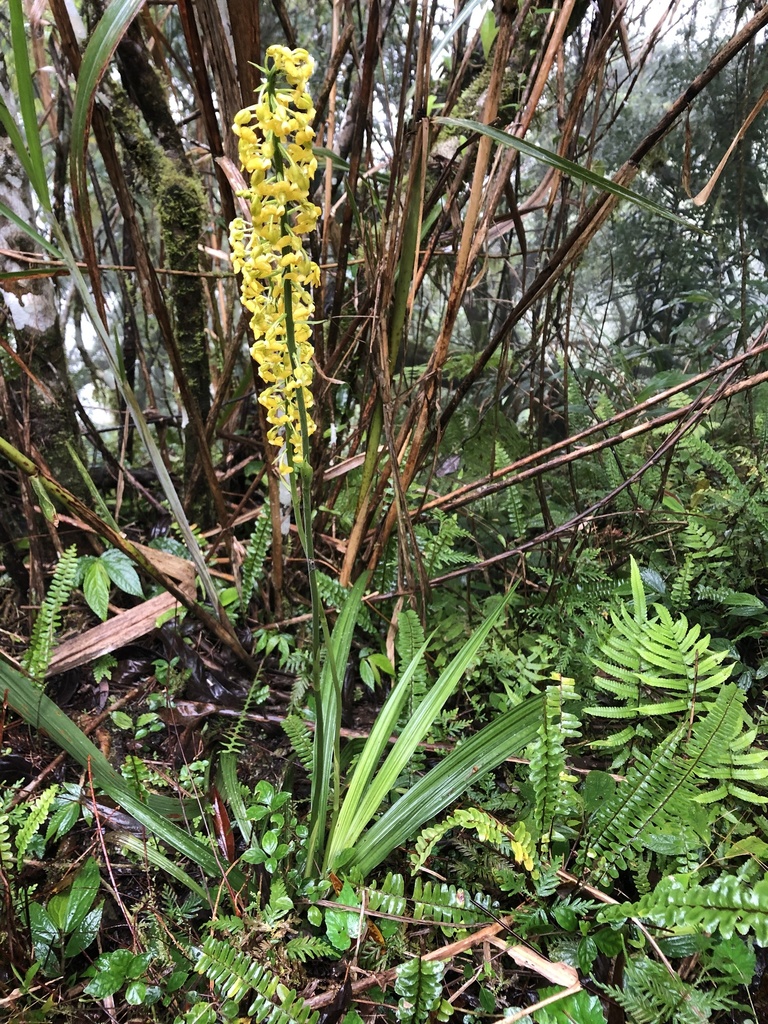 Calanthe davidii in April 2022 by JODY HSIEH · iNaturalist