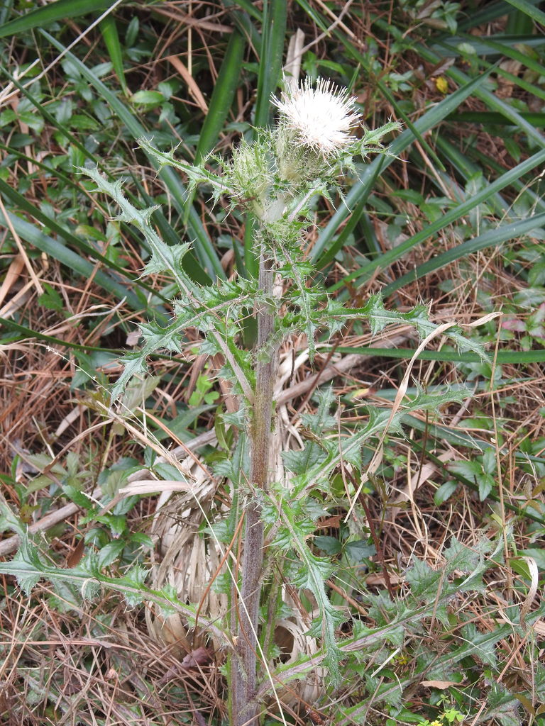 bristle thistle from Beaufort County, SC, USA on March 31, 2022 at 09: ...