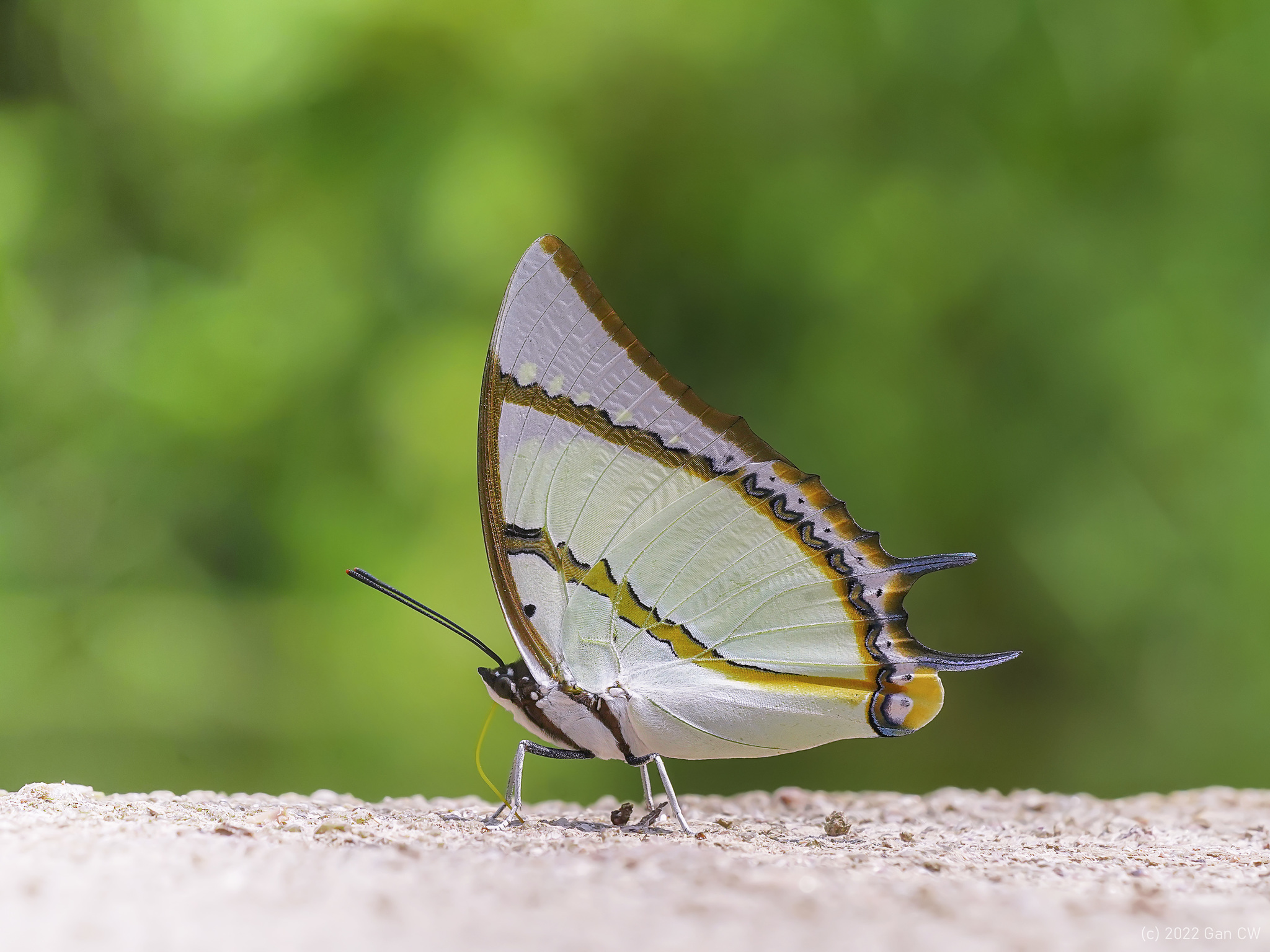Polyura dolon (Westwood, 1848)