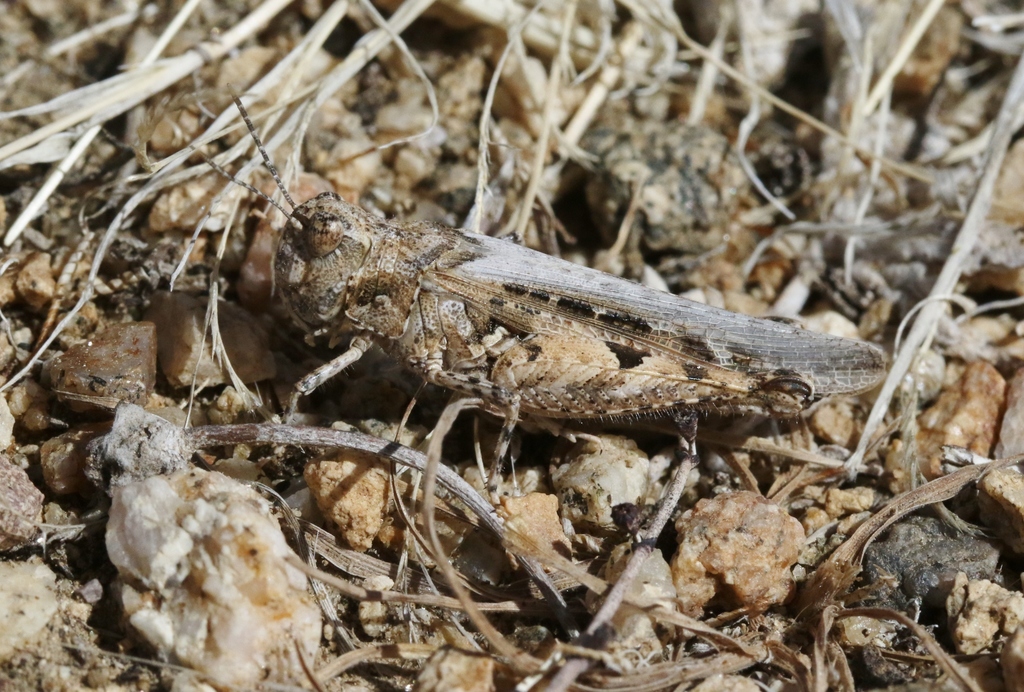 Brown-spotted Range Grasshopper (Grasshoppers of Dillberry Lake ...