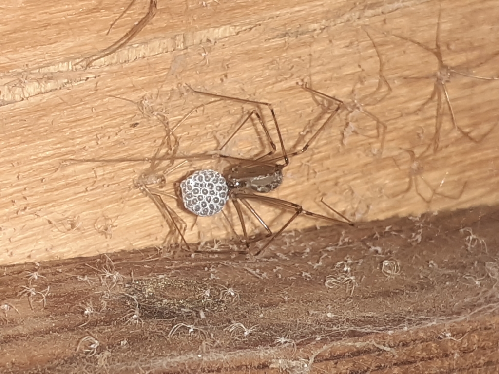 Short-bodied Cellar Spider from Urb Atusparias, Perú on February 02 ...