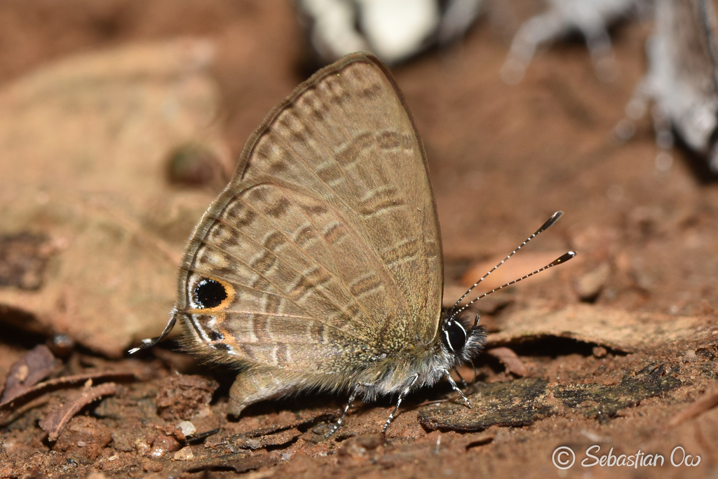Common Line Blue from Thong Pha Phum District, Kanchanaburi 71180 ...
