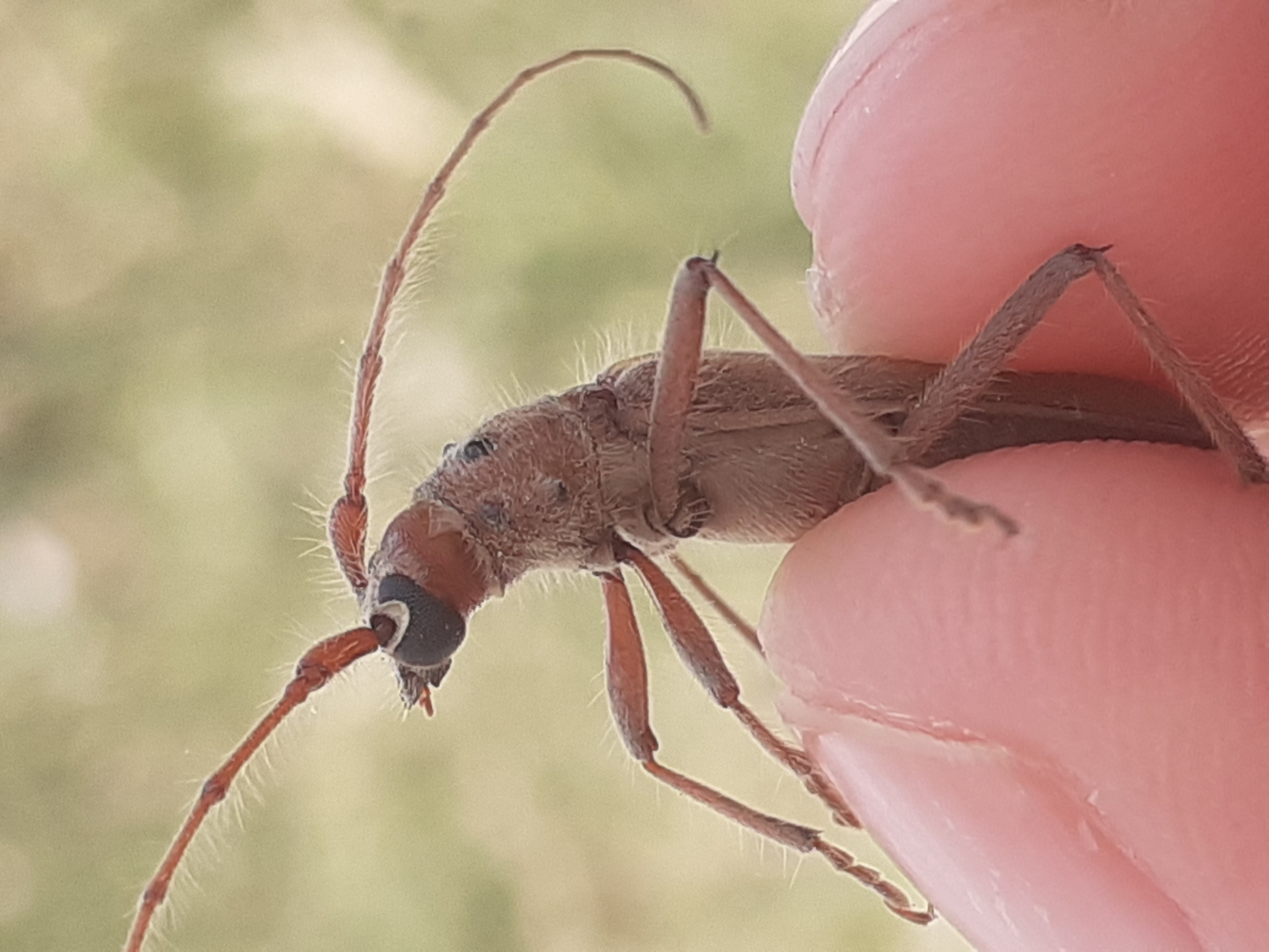 Eburia pilosa (Erichson, 1834)