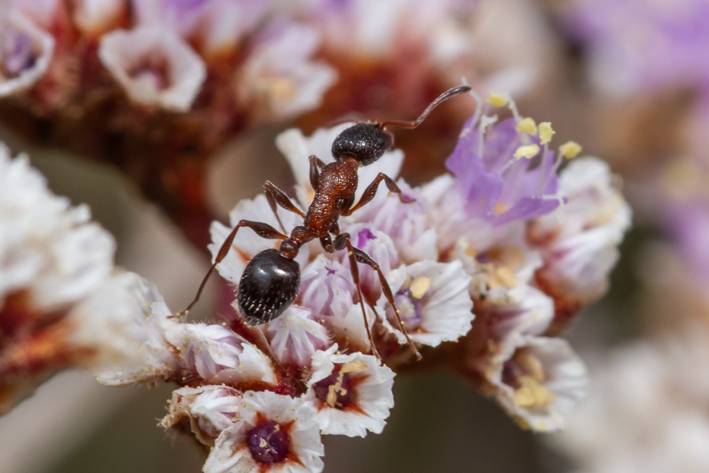 Temnothorax hesperius (Tenerife Hymenoptera) · iNaturalist
