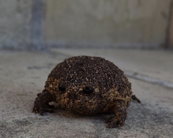 Breviceps gibbosus (Linnaeus, 1758)