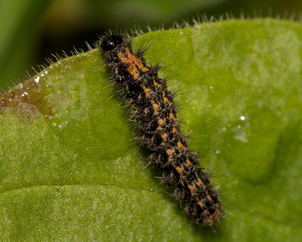 Dingy Footman from Stones Cottages Llandruidion, Goodwick SA64 0JQ, UK ...