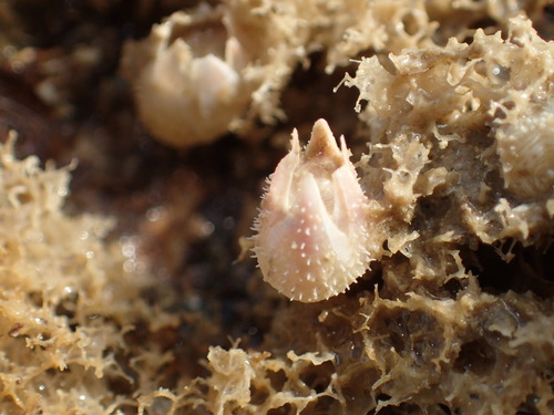 (Spongites)