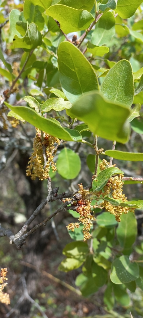Lacey Oak from Monterrey, N.L., México on April 12, 2022 at 01:58 PM by ...
