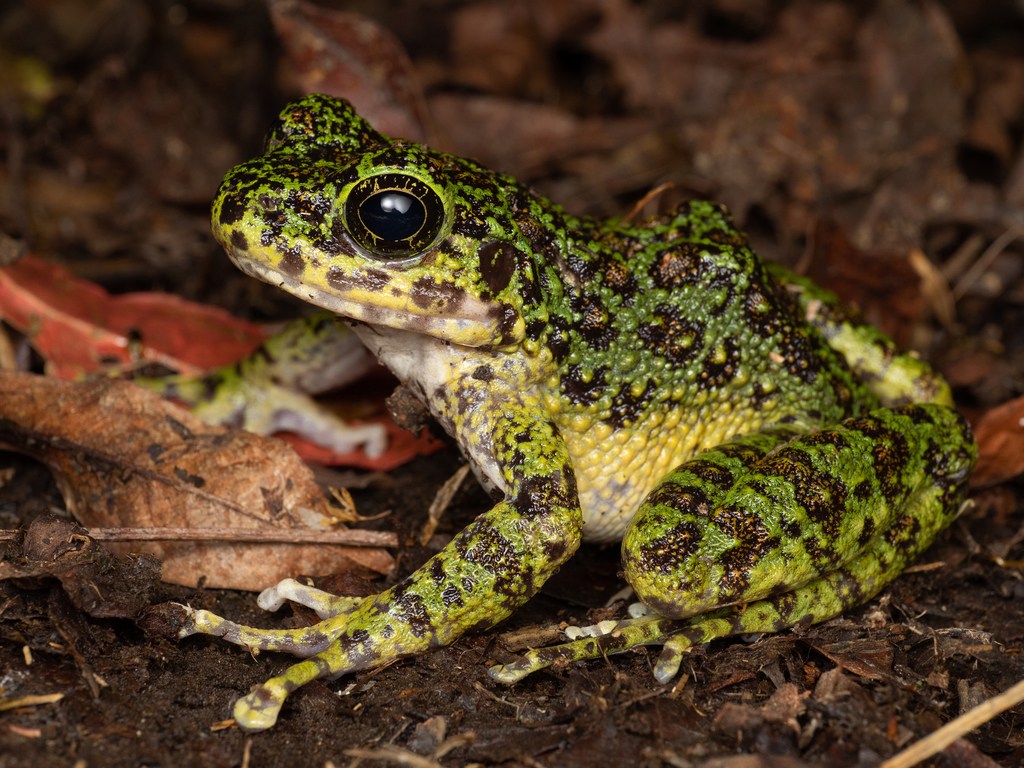 Amami Oshima Frog in March 2021 by Ryosuke Kuwahara · iNaturalist