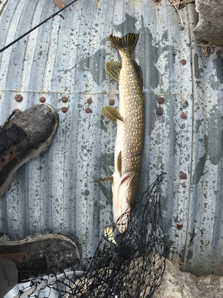 Northern Pike from West Lead, Newport, MI, US on April 13, 2022 at 10: ...