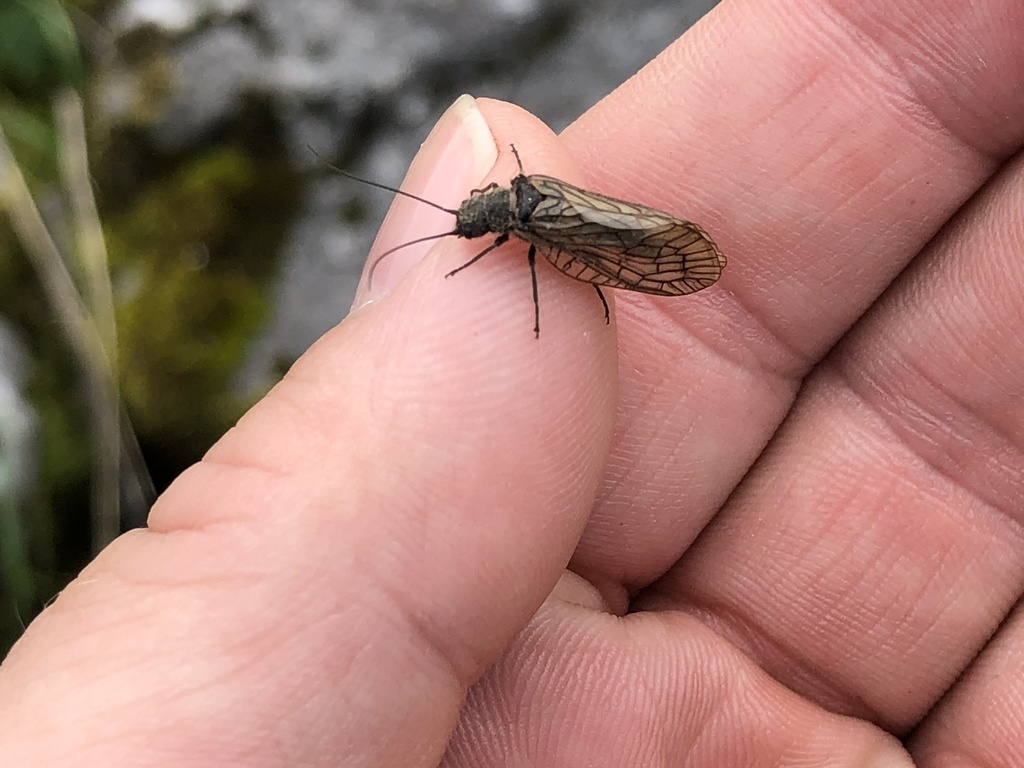 Common Alderfly from 2406 La Brévine, Switzerland on May 29, 2018 at 01 ...