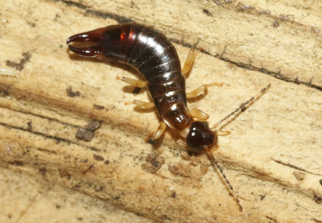 Ring-legged Earwig from Paget Parish, Bermuda on March 30, 2022 at 04: ...